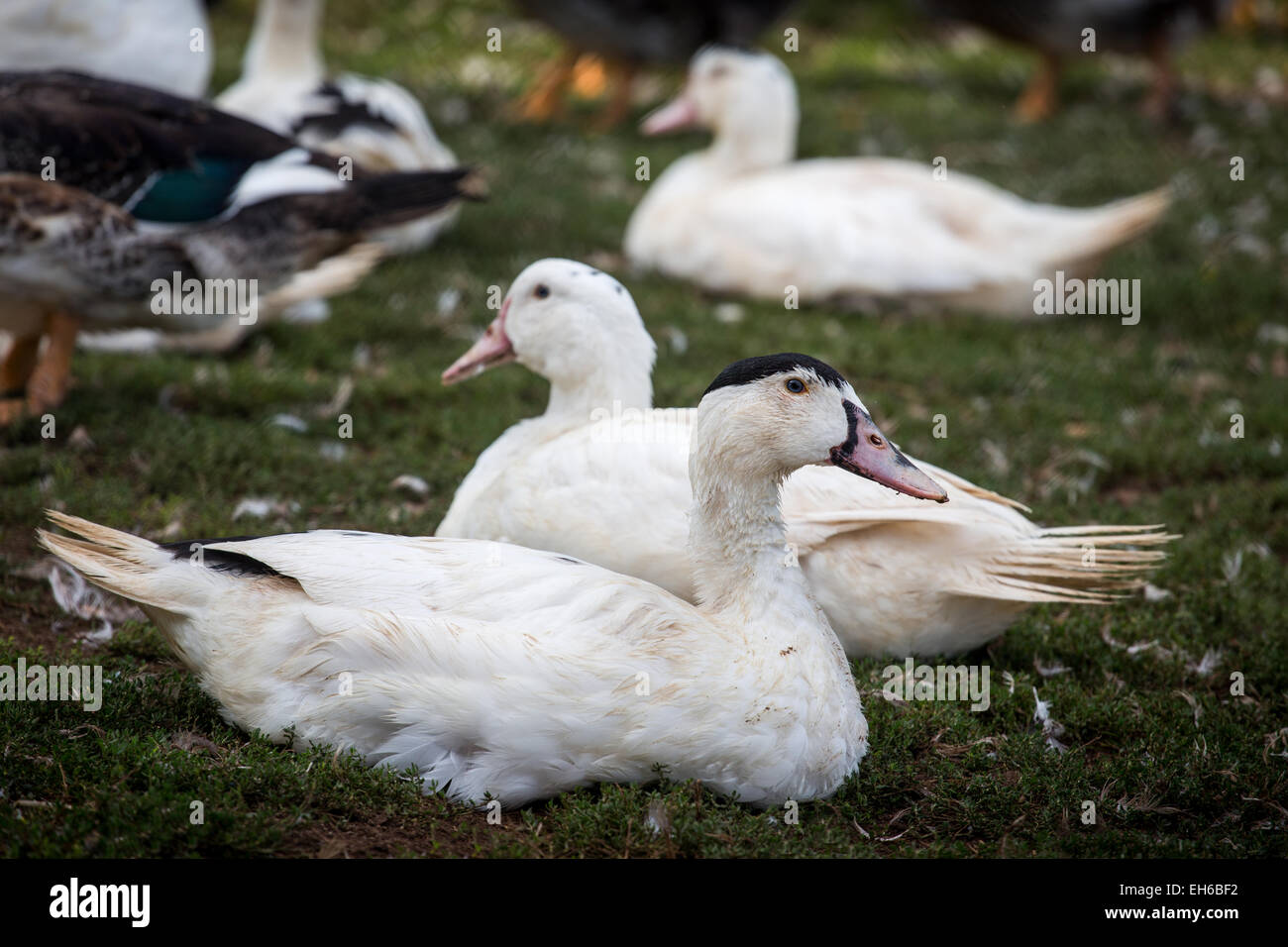 Black And White Farm Duck