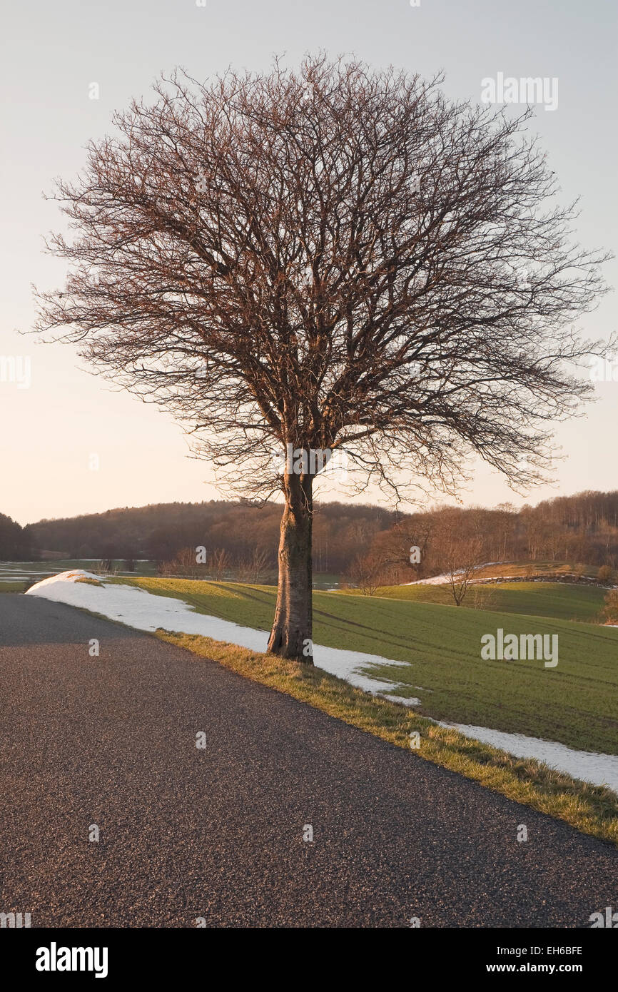 Lonely tree in field sunset hi-res stock photography and images - Alamy