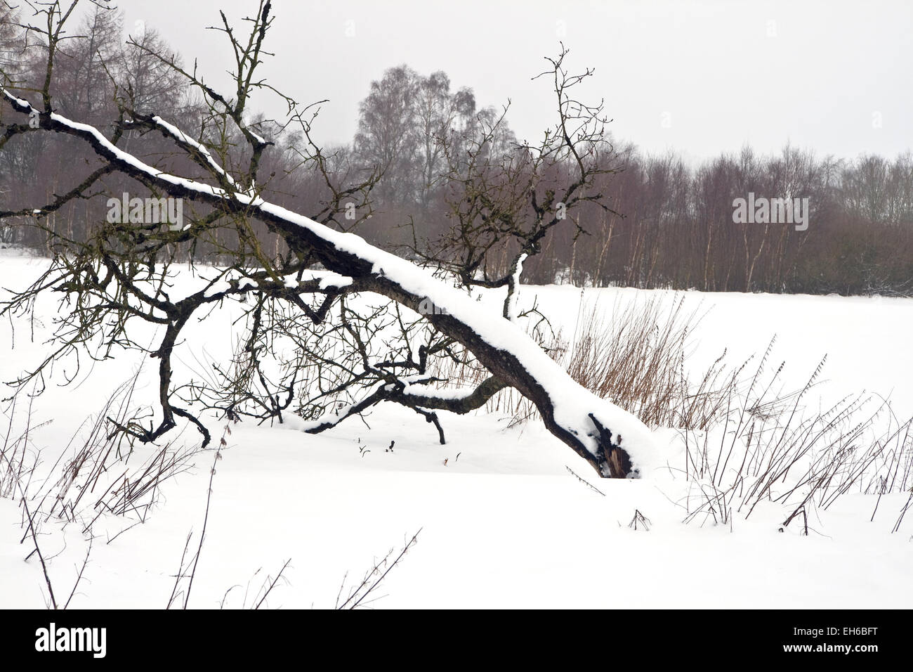 Overturned tree in the snow. Copy space Stock Photo - Alamy