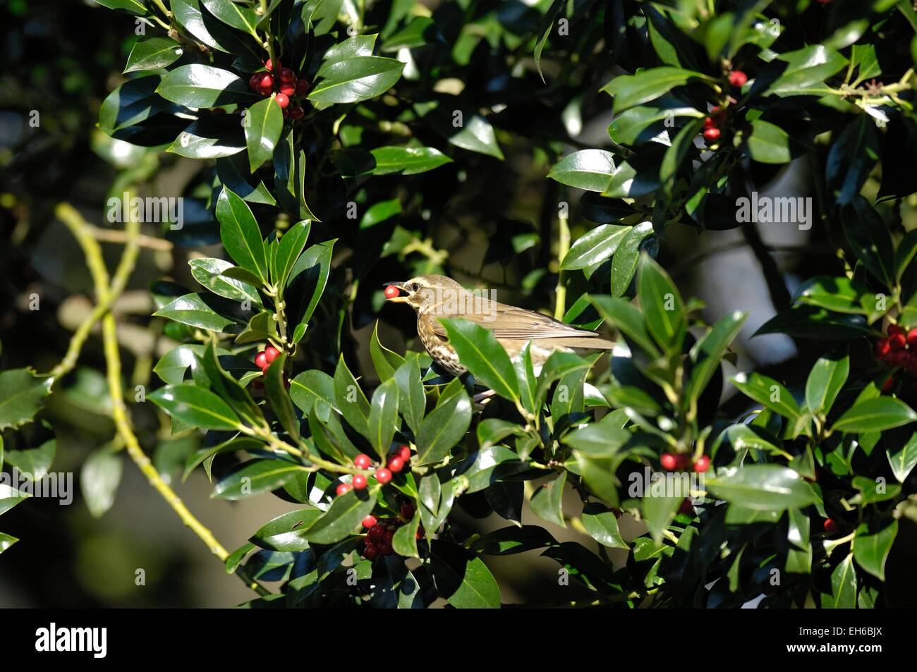Redwing - Red-winged Thrush (Turdus iliacus) eating berries of Holly ...