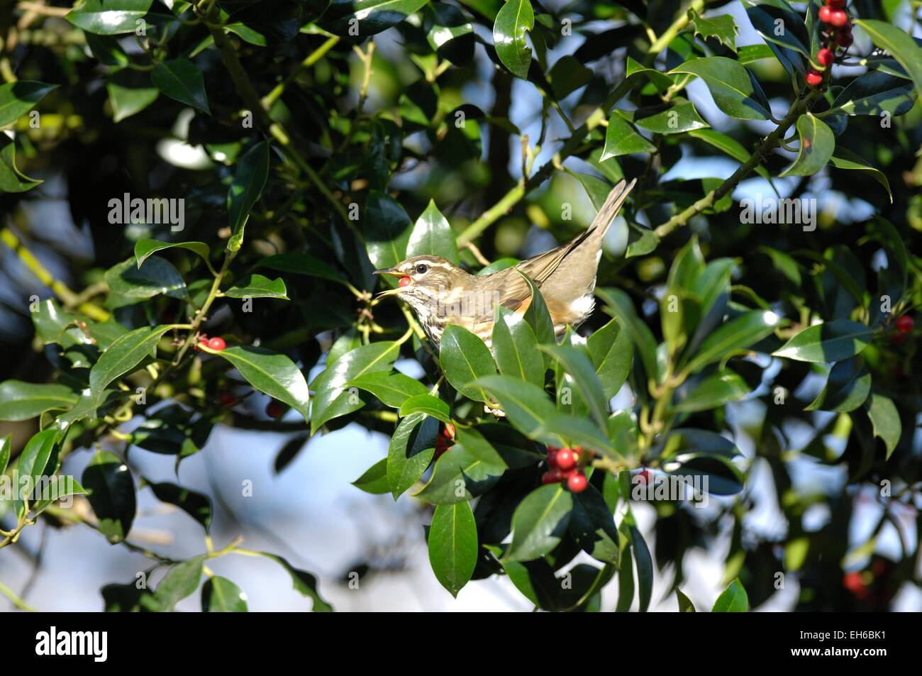 Redwing - Red-winged Thrush (Turdus iliacus) eating berries of Holly ...