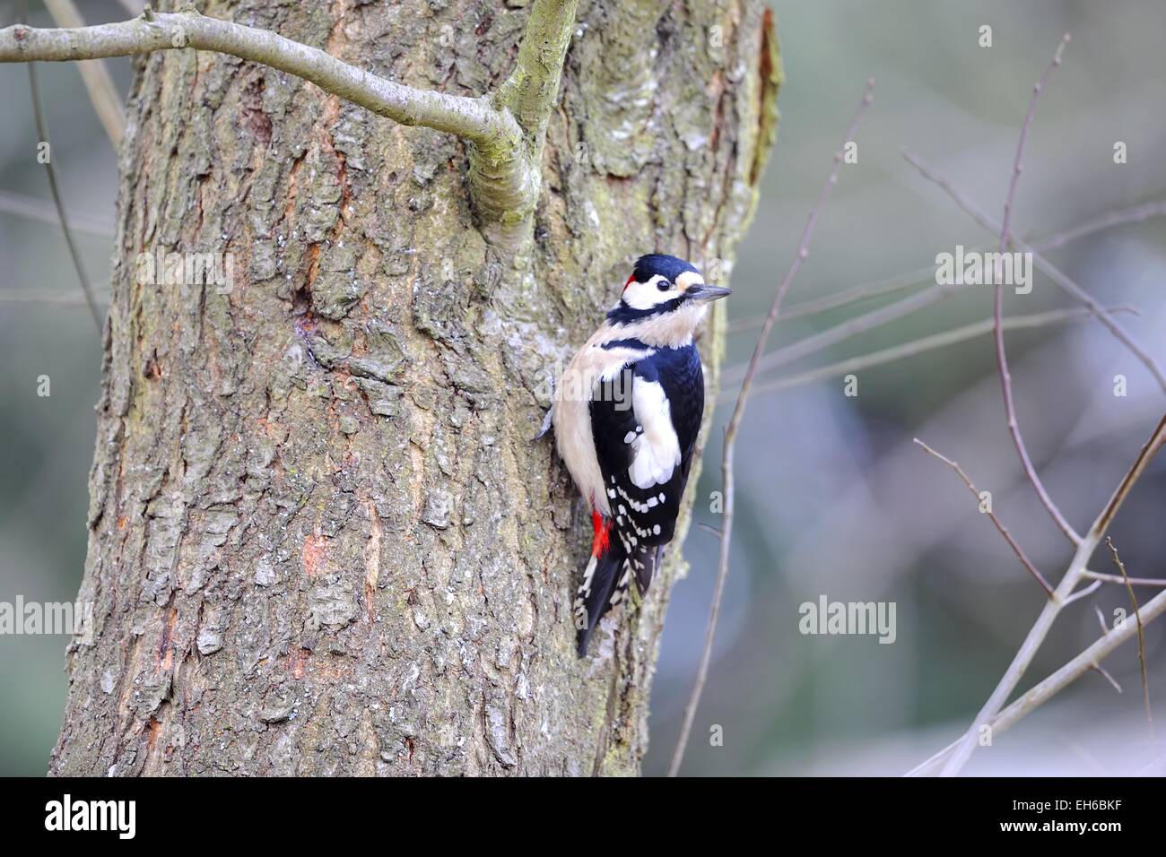 Great Spotted Woodpecker (Dendrocopos major - Dendrocopus major ...