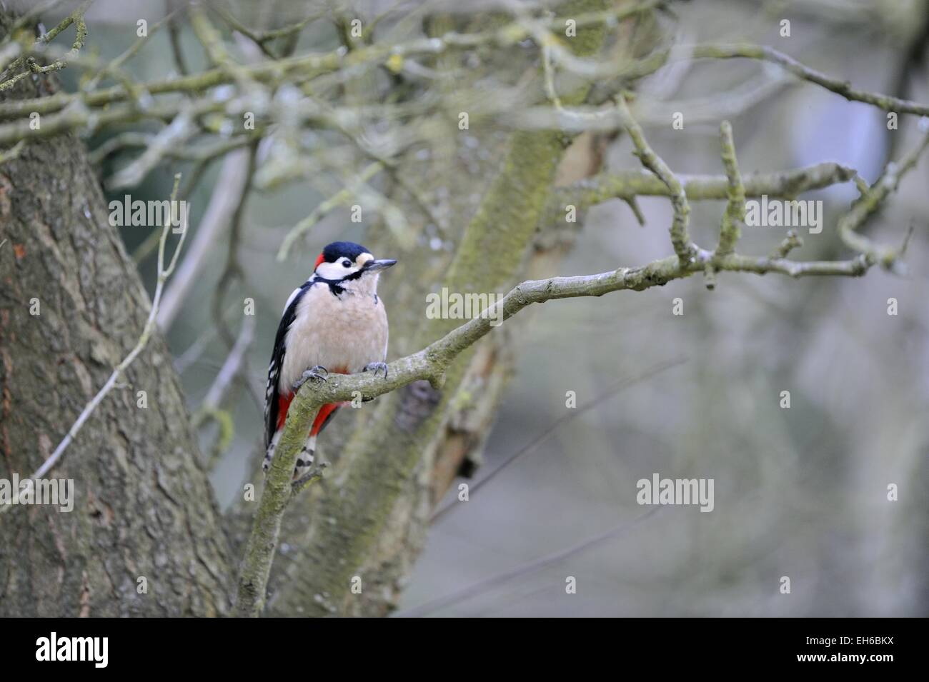 Great Spotted Woodpecker (Dendrocopos major - Dendrocopus major ...