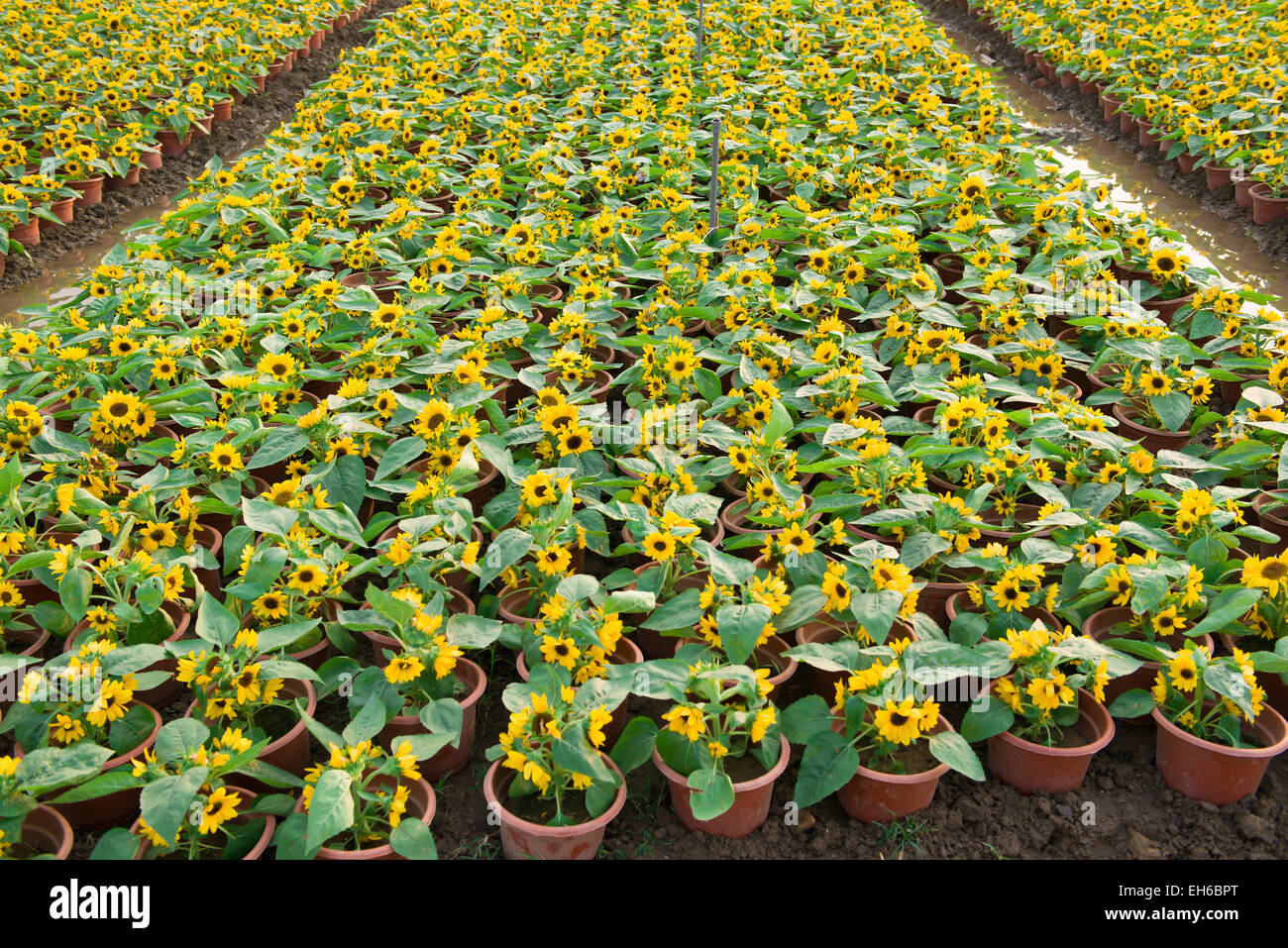 lots of sunflower in field Stock Photo - Alamy