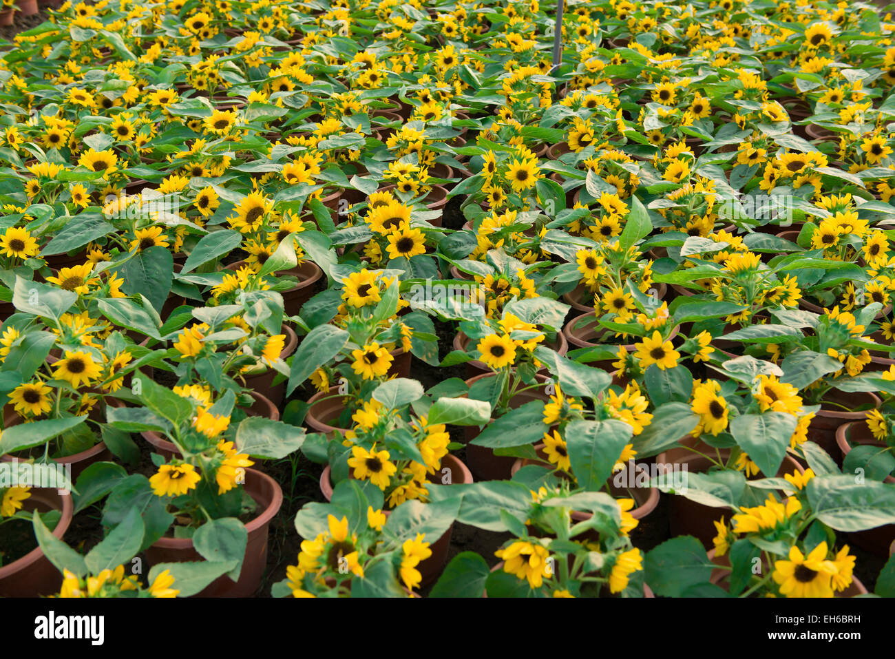lots of sunflower in field Stock Photo - Alamy