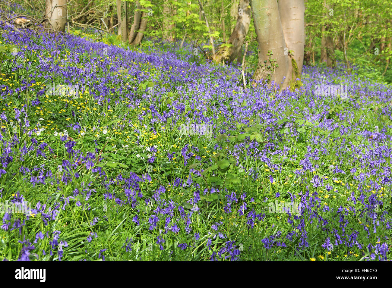 Beautiful landscape with Bluebell flowers in spring forest Stock Photo ...