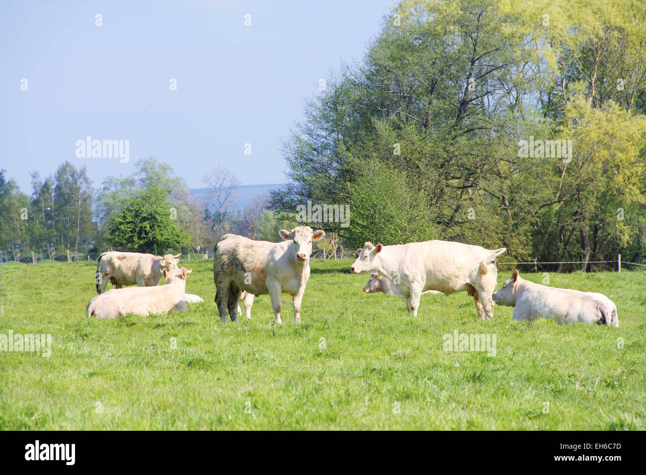 White purebred Normandy cows on summer pasture Stock Photo - Alamy