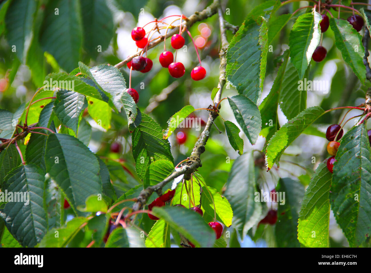 Wild small ripe red cherry on tree close-up Stock Photo - Alamy