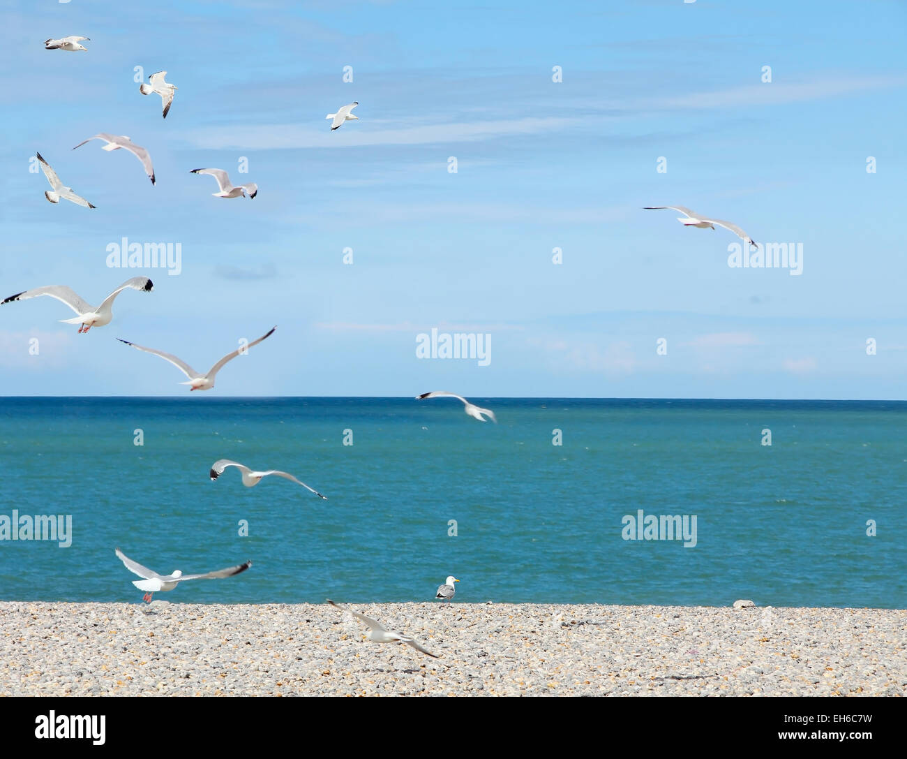 Seagulls flying over pebble beach in Normandy, France Stock Photo - Alamy