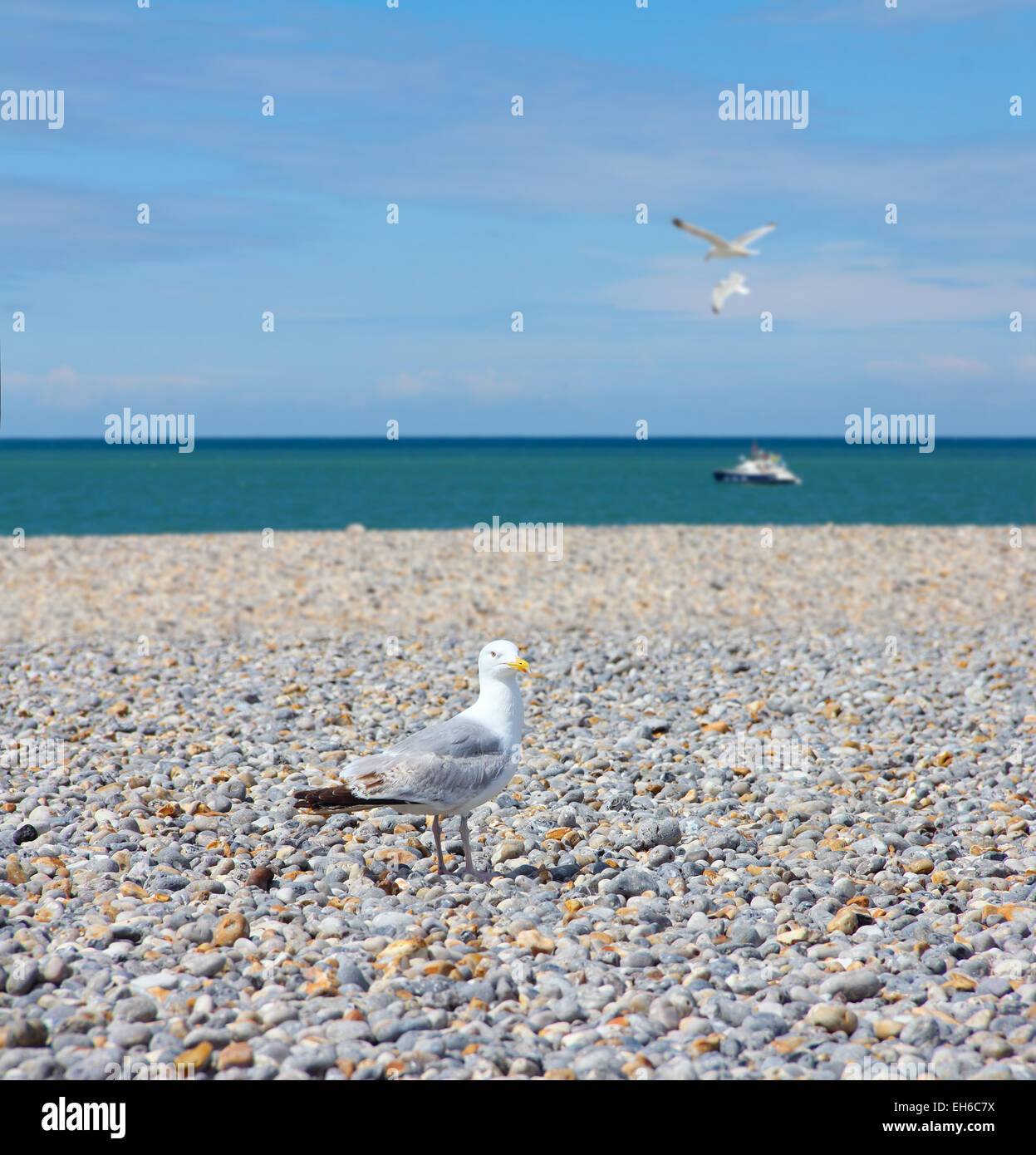 Seagulls flying over pebble beach in Normandy, France Stock Photo - Alamy