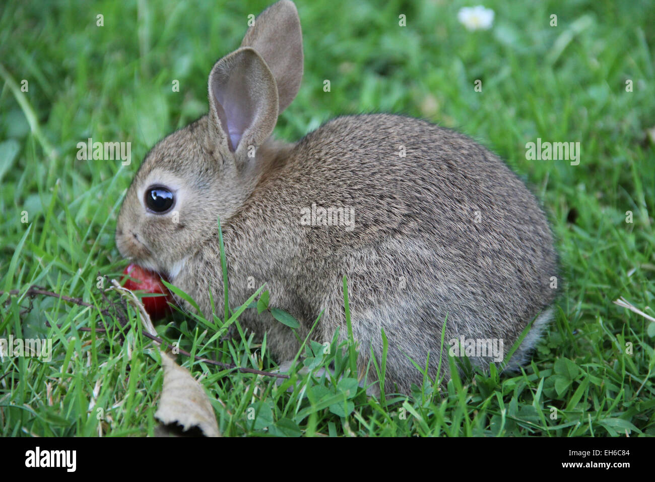 Cute gray wild baby rabbit in grass eating cherry Stock Photo - Alamy