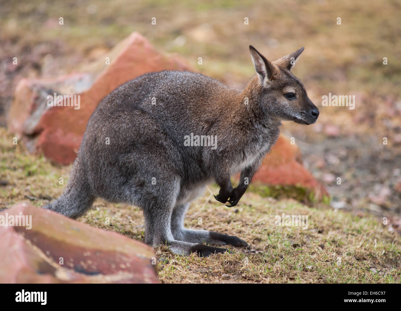 Animals that hop hi-res stock photography and images - Alamy