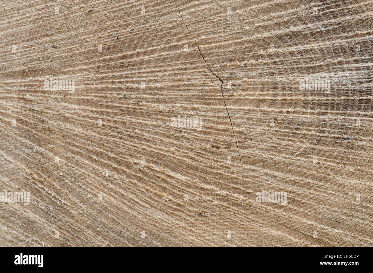 Cut tree trunk wooden background texture Stock Photo - Alamy