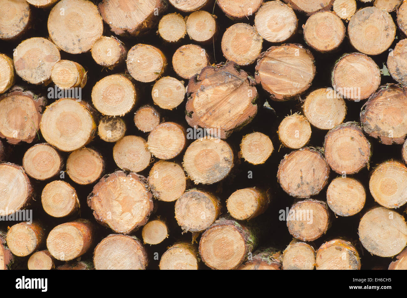 stack of cut wood in forest Stock Photo - Alamy
