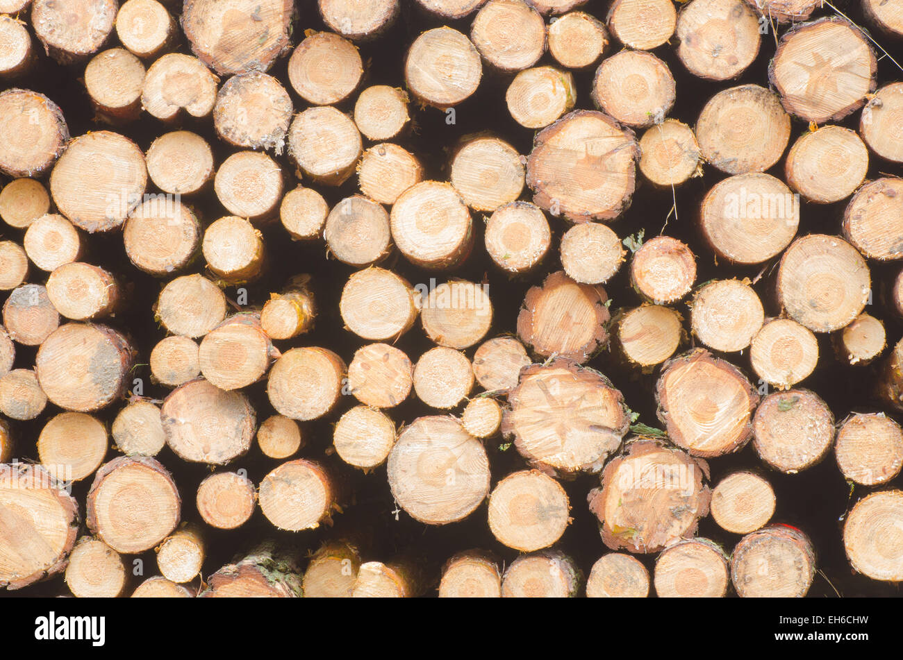 Stack cut logs in hi-res stock photography and images - Alamy