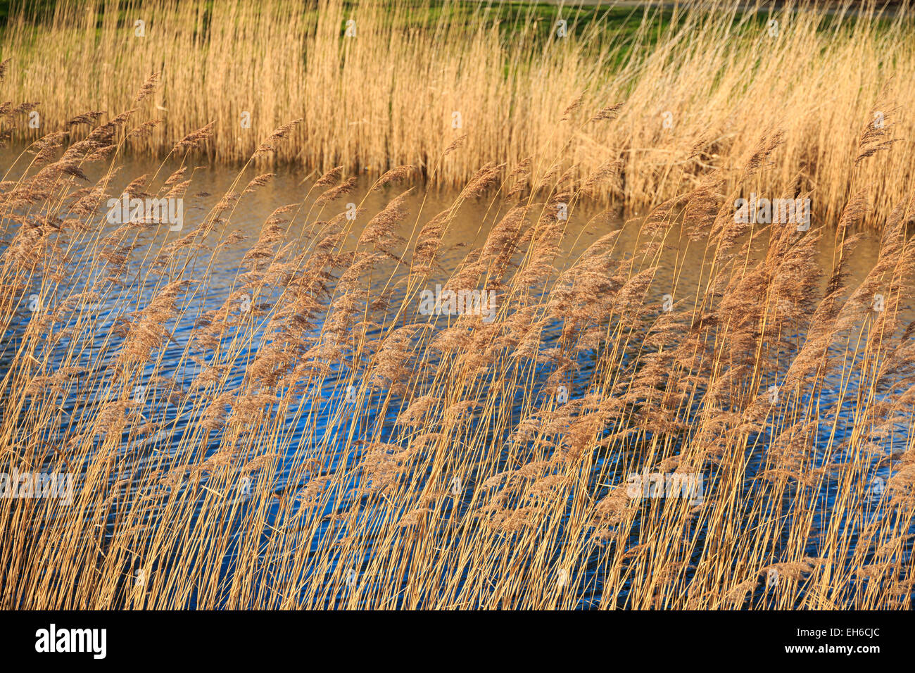 River dry reed swaying in hi-res stock photography and images - Alamy
