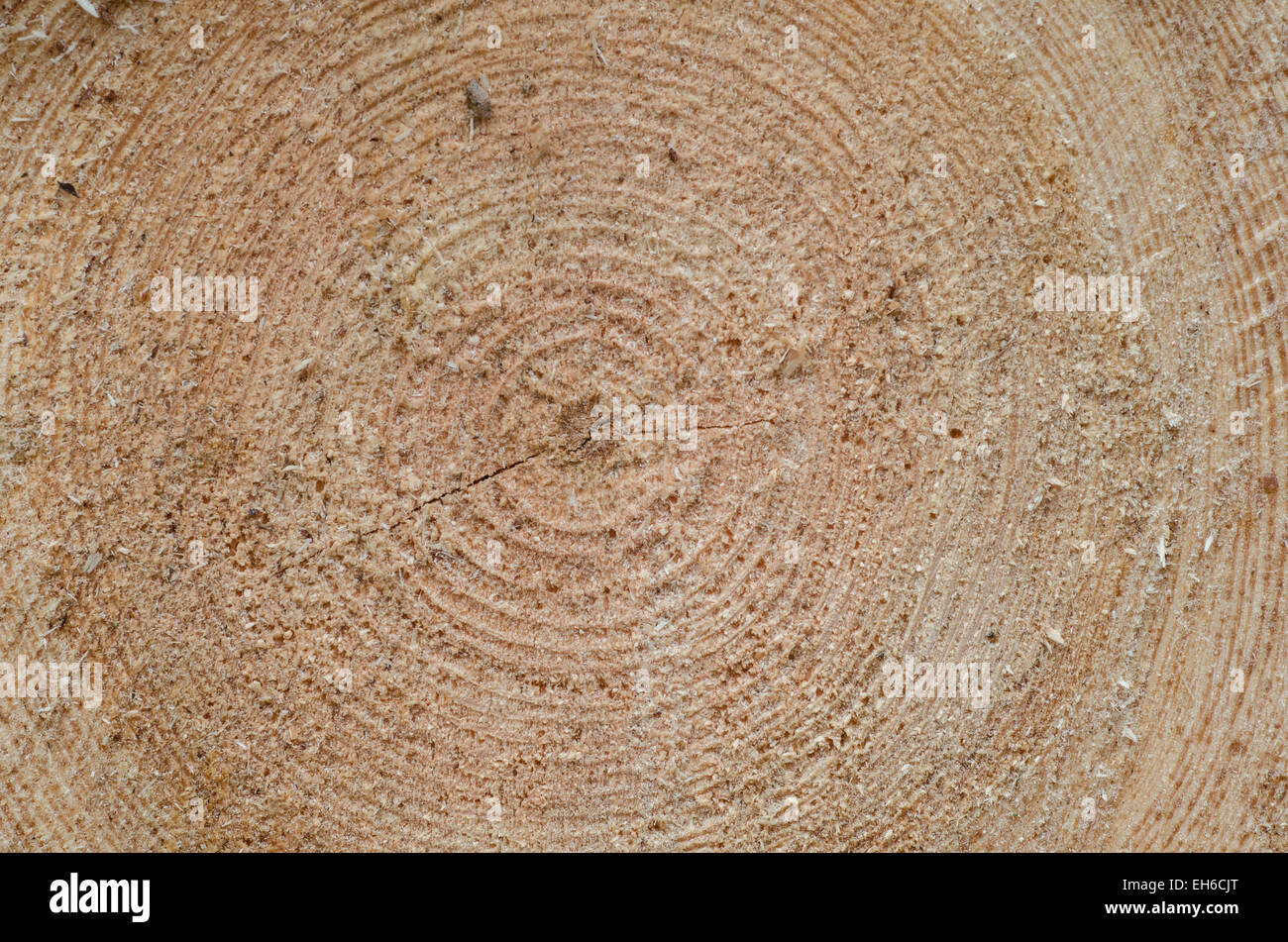 Tree cut board hi-res stock photography and images - Alamy
