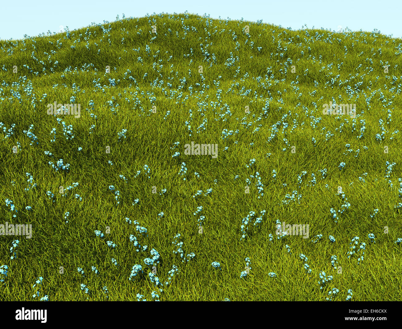 Forget-me-not flowers and green grass on the meadow with hills and blue ...