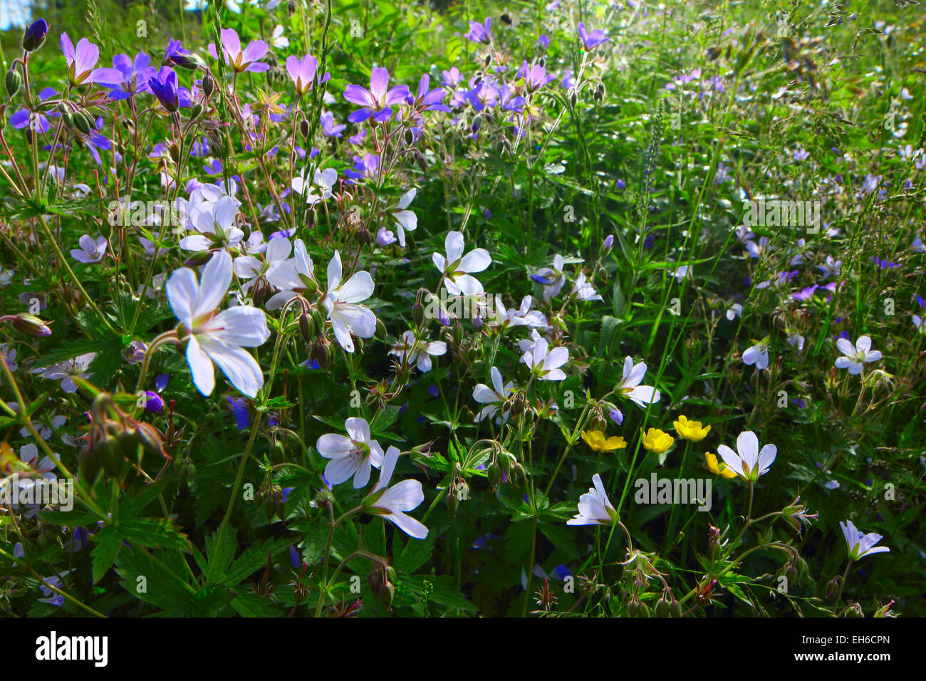 Wild flowers in grass, natural background Stock Photo - Alamy