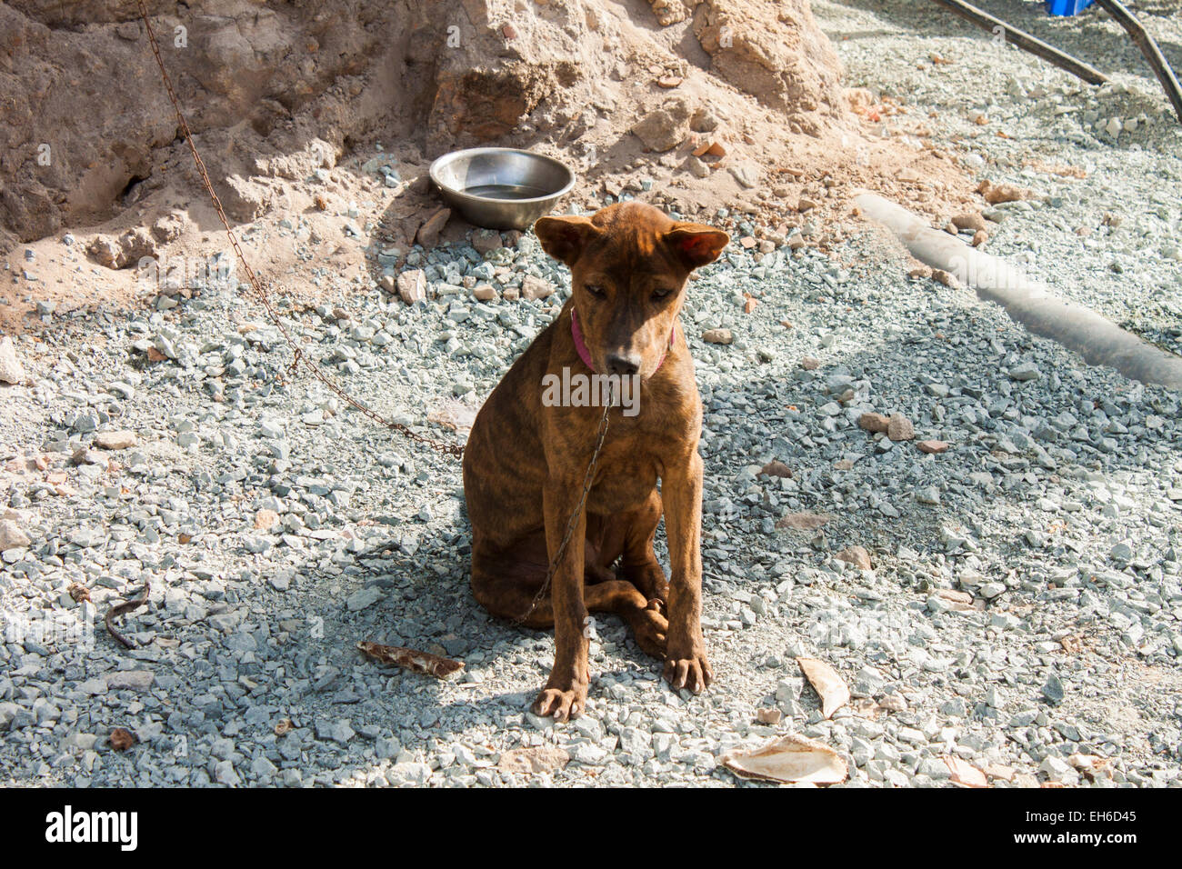 A sitting dog, at duong dong market, in Vietnam Stock Photo - Alamy