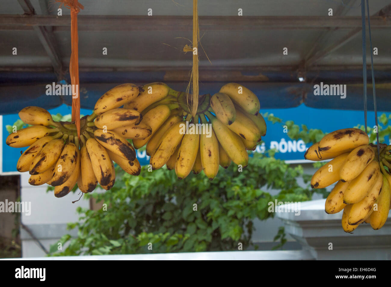 A lot of fresh, yellow bananas, hanging at a market in Phu quoc ...
