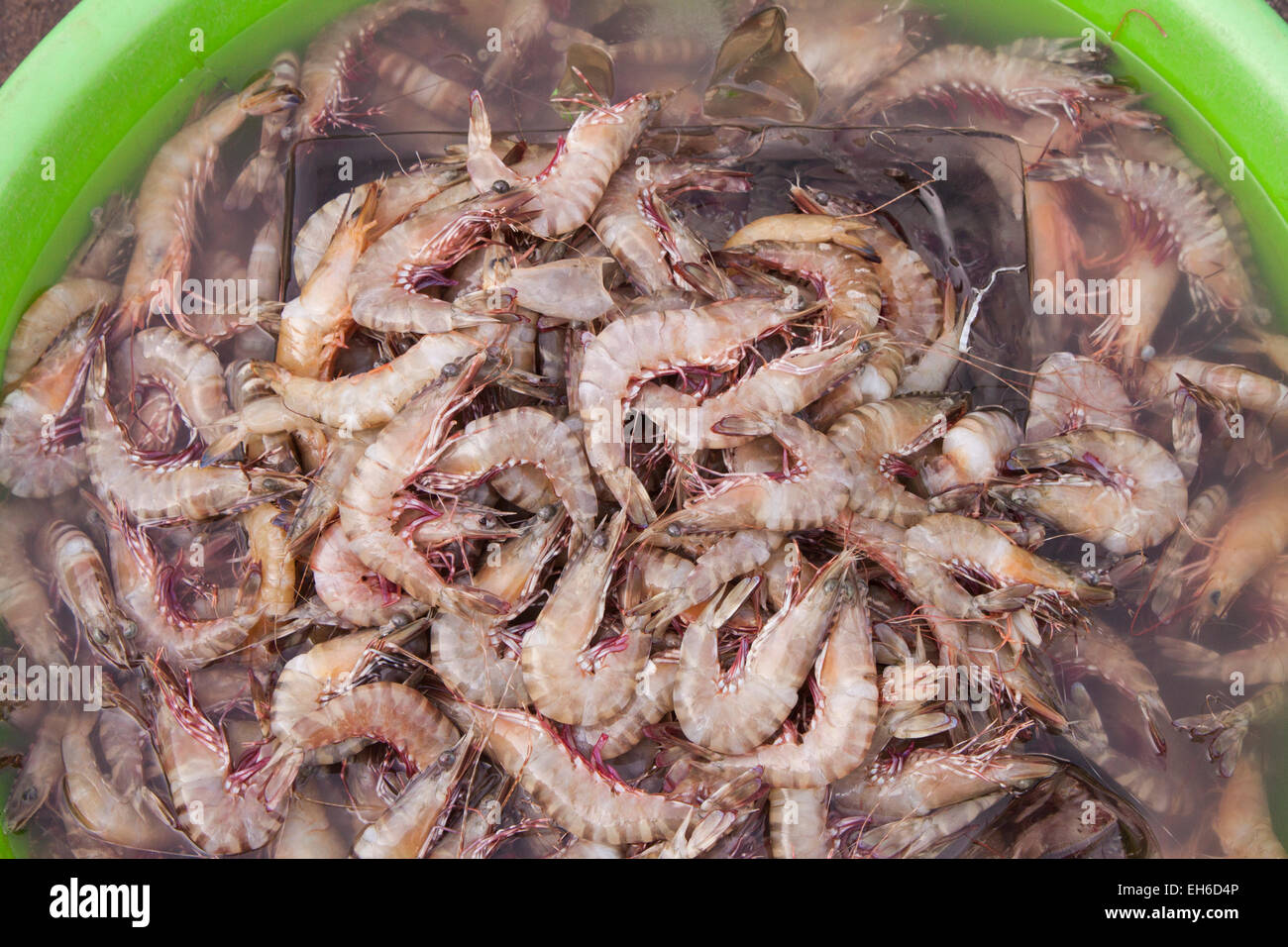 Plastic prawn hi-res stock photography and images - Alamy