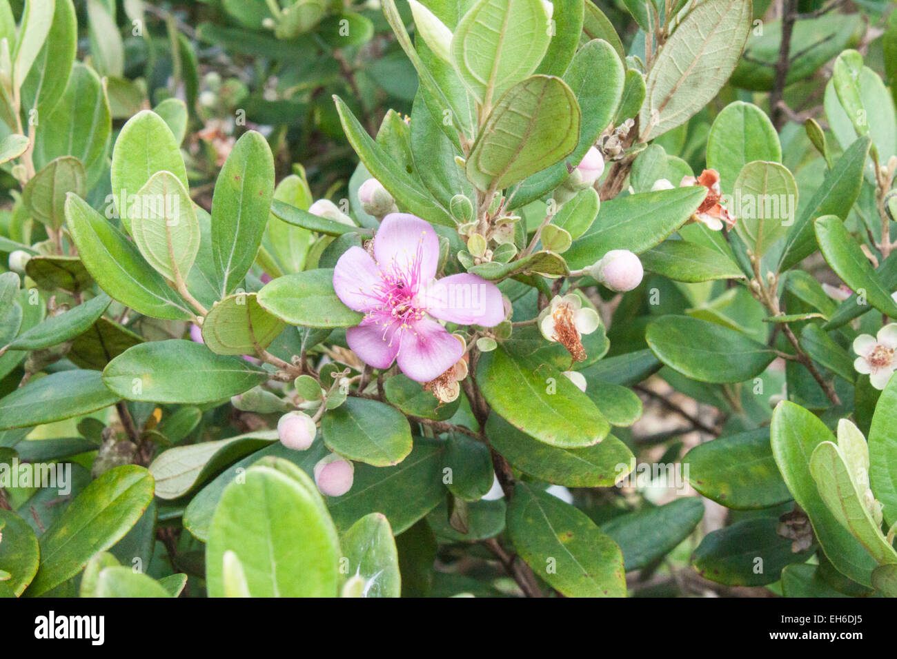 A violet sim flower hi-res stock photography and images - Alamy