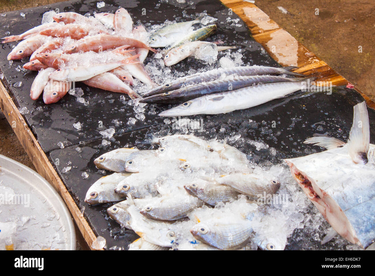 Silver fish hi-res stock photography and images - Alamy