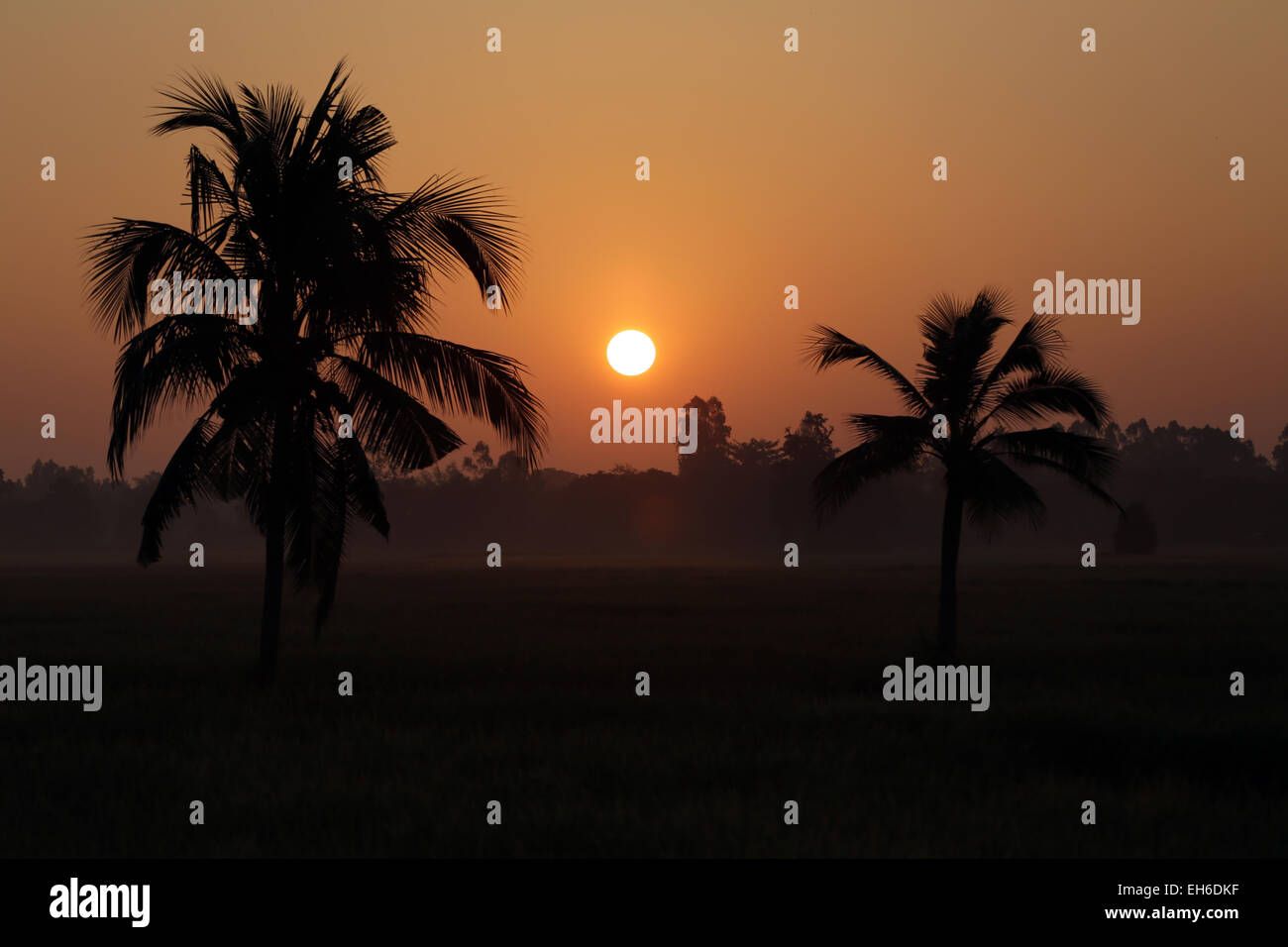 Coconut trees and paddy fields in silhouette for natural background ...