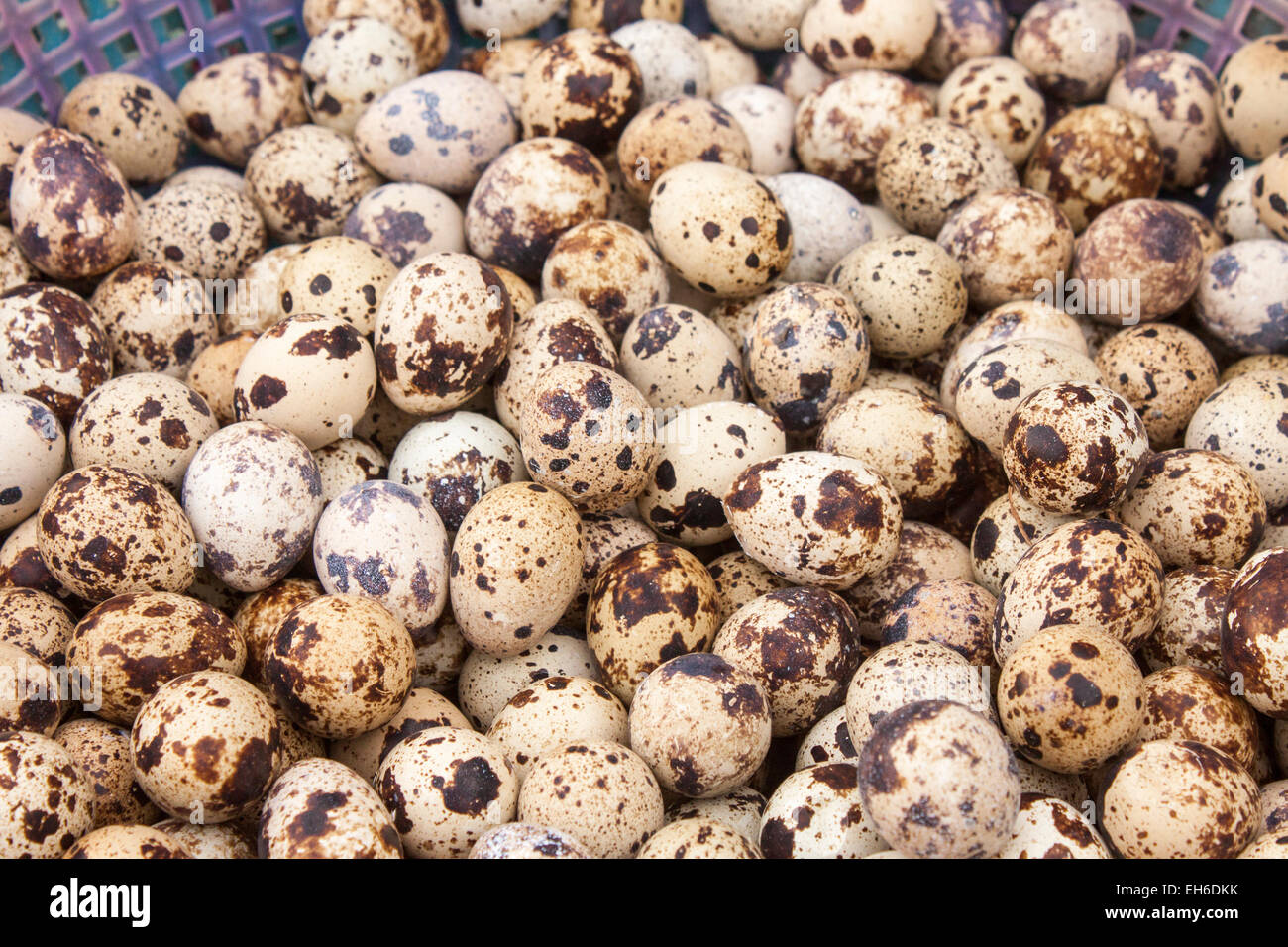 A pile of quil egg hi-res stock photography and images - Alamy
