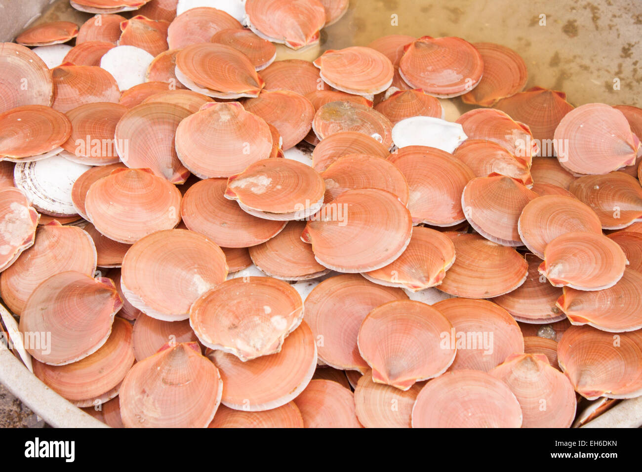 Red scallop shell hi-res stock photography and images - Alamy