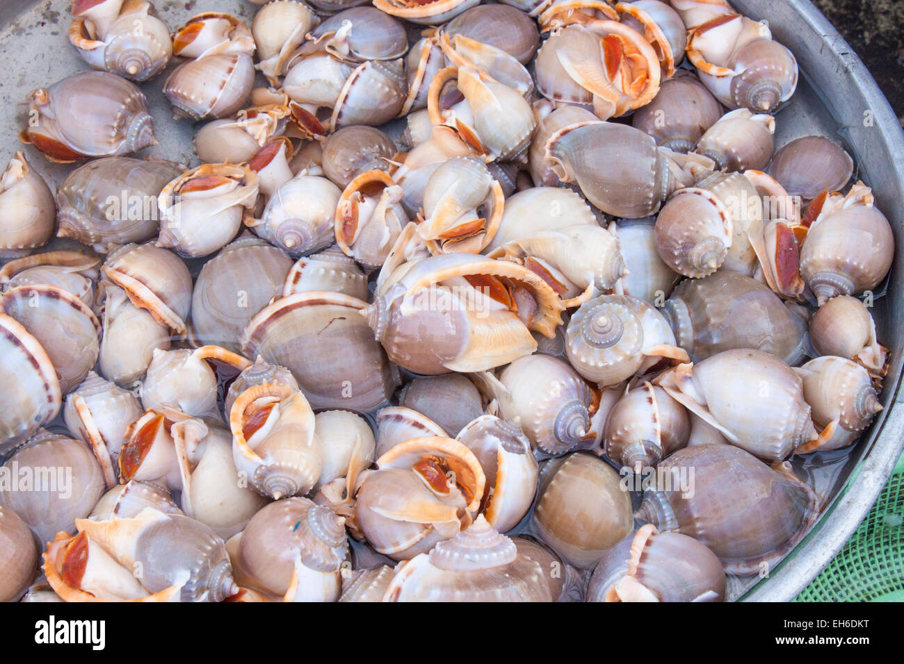 Pile of seashells hi-res stock photography and images - Alamy