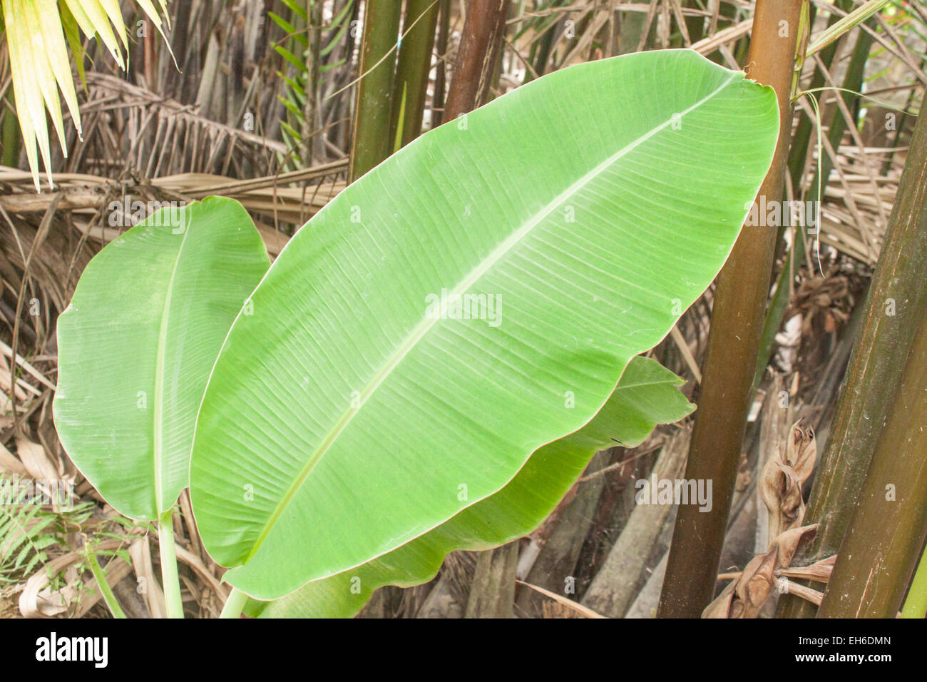 Banana leaf hi-res stock photography and images - Alamy