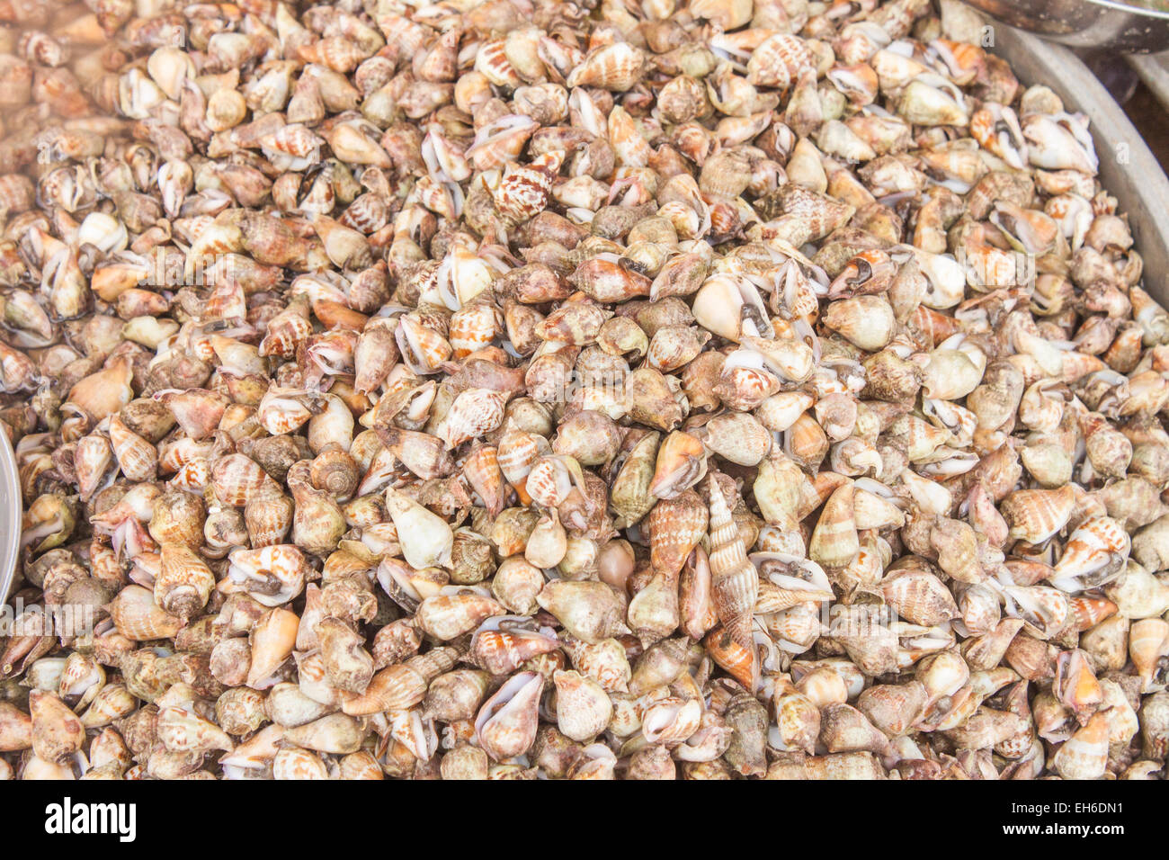 Little seashell hi-res stock photography and images - Alamy