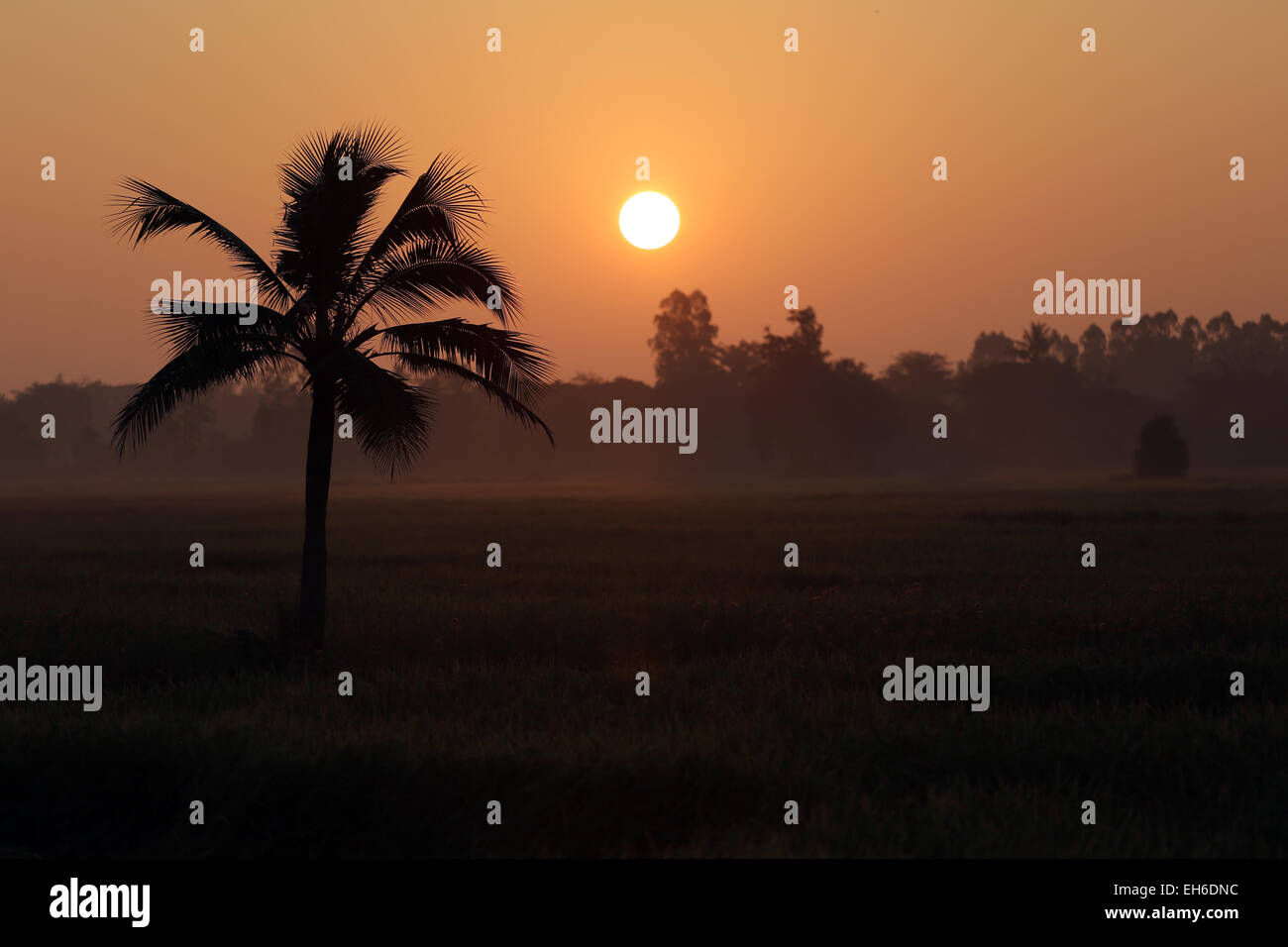Coconut trees and paddy fields in silhouette for natural background ...
