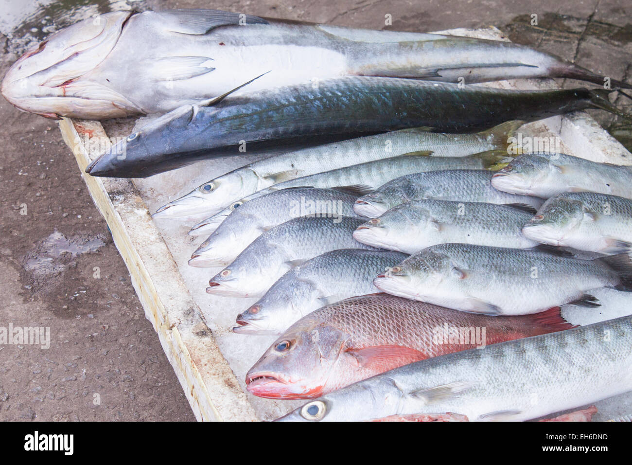 A lot of diffrent fish, at a market Stock Photo - Alamy