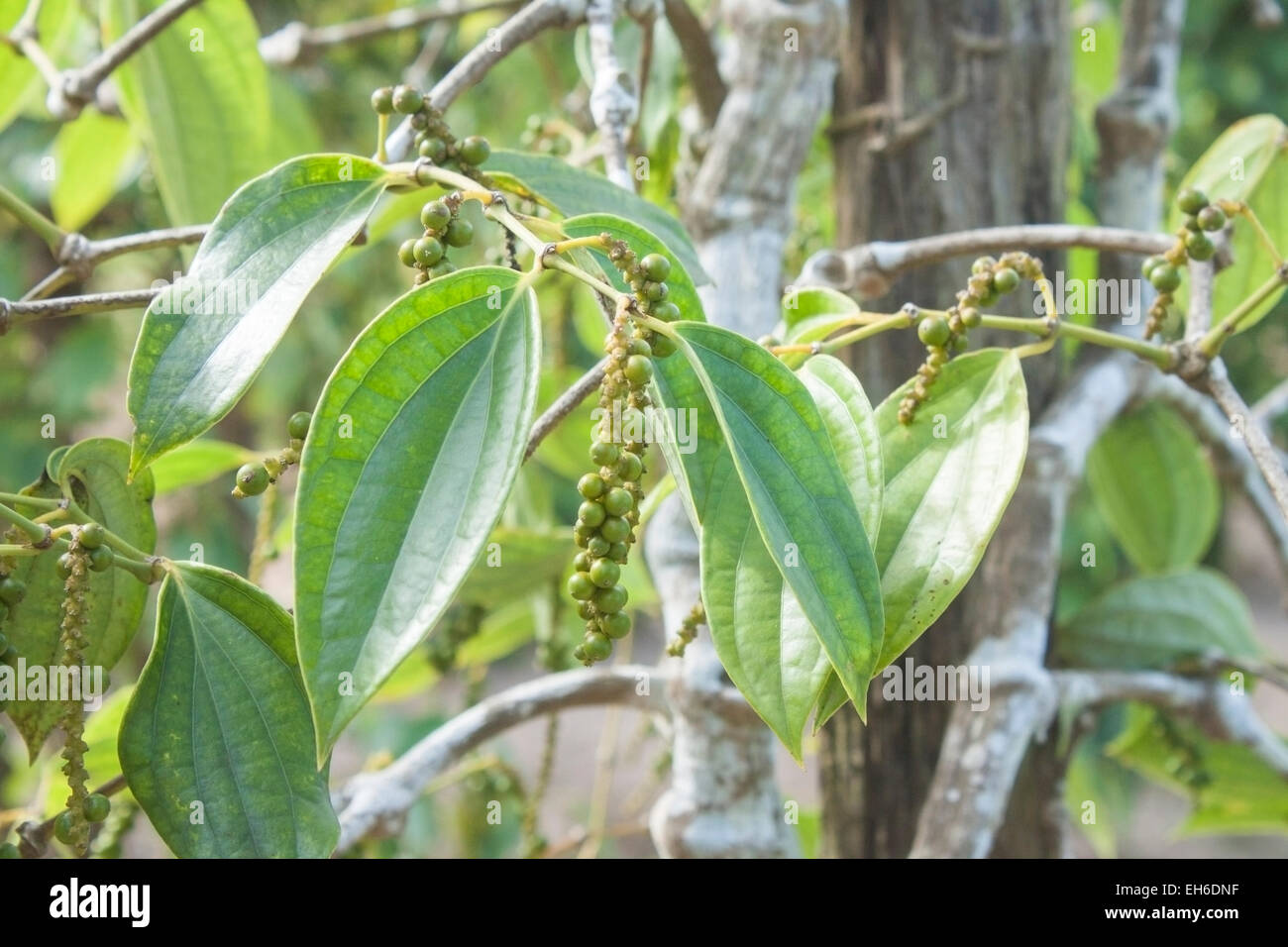 Peppercorn tree hi-res stock photography and images - Alamy