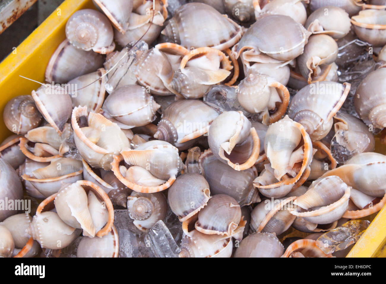 Spiral seashells hi-res stock photography and images - Alamy
