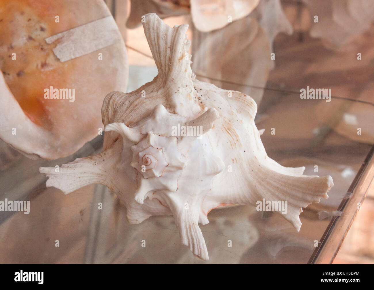 Seashell shop hi-res stock photography and images - Alamy
