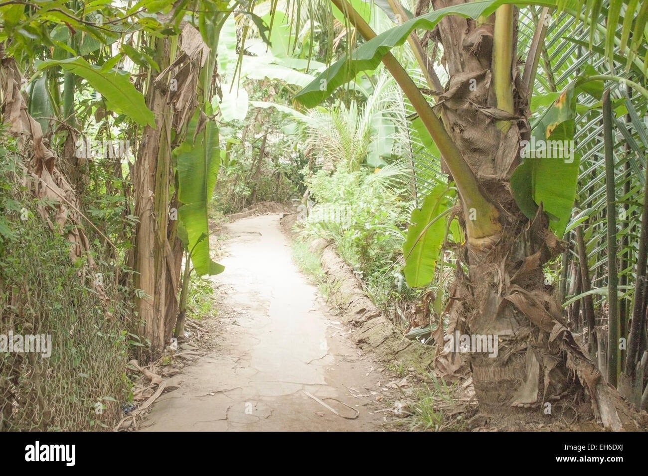 A wild green jungle path, in the wild of Vietnam Stock Photo - Alamy