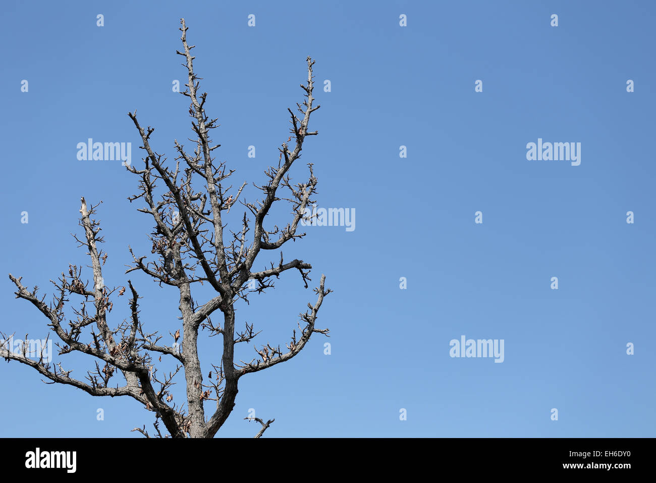 dead trees on the blue sky background Stock Photo - Alamy