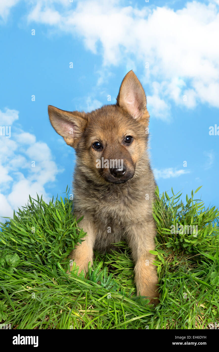 Cute little nine weeks old german shepherd puppy sitting in grass Stock ...