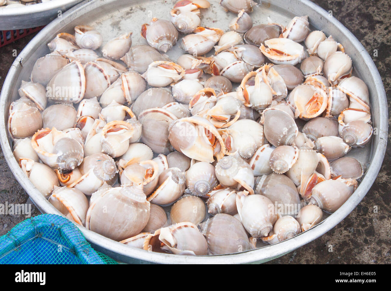 A pile of seashell , at a market Stock Photo - Alamy
