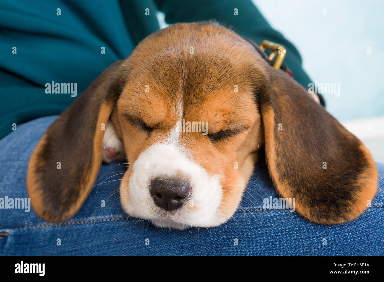 Tired little seven weeks old beagle puppy sleeping Stock Photo - Alamy