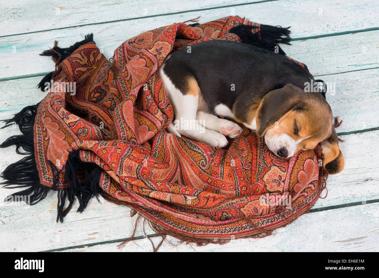Tired little seven weeks old beagle puppy sleeping Stock Photo - Alamy