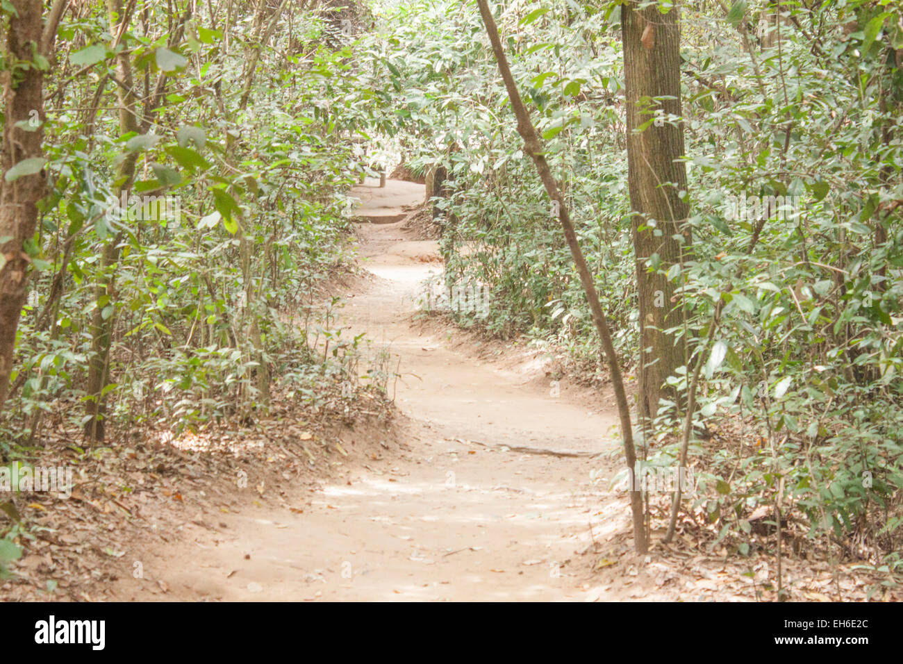 Jungle path hi-res stock photography and images - Alamy