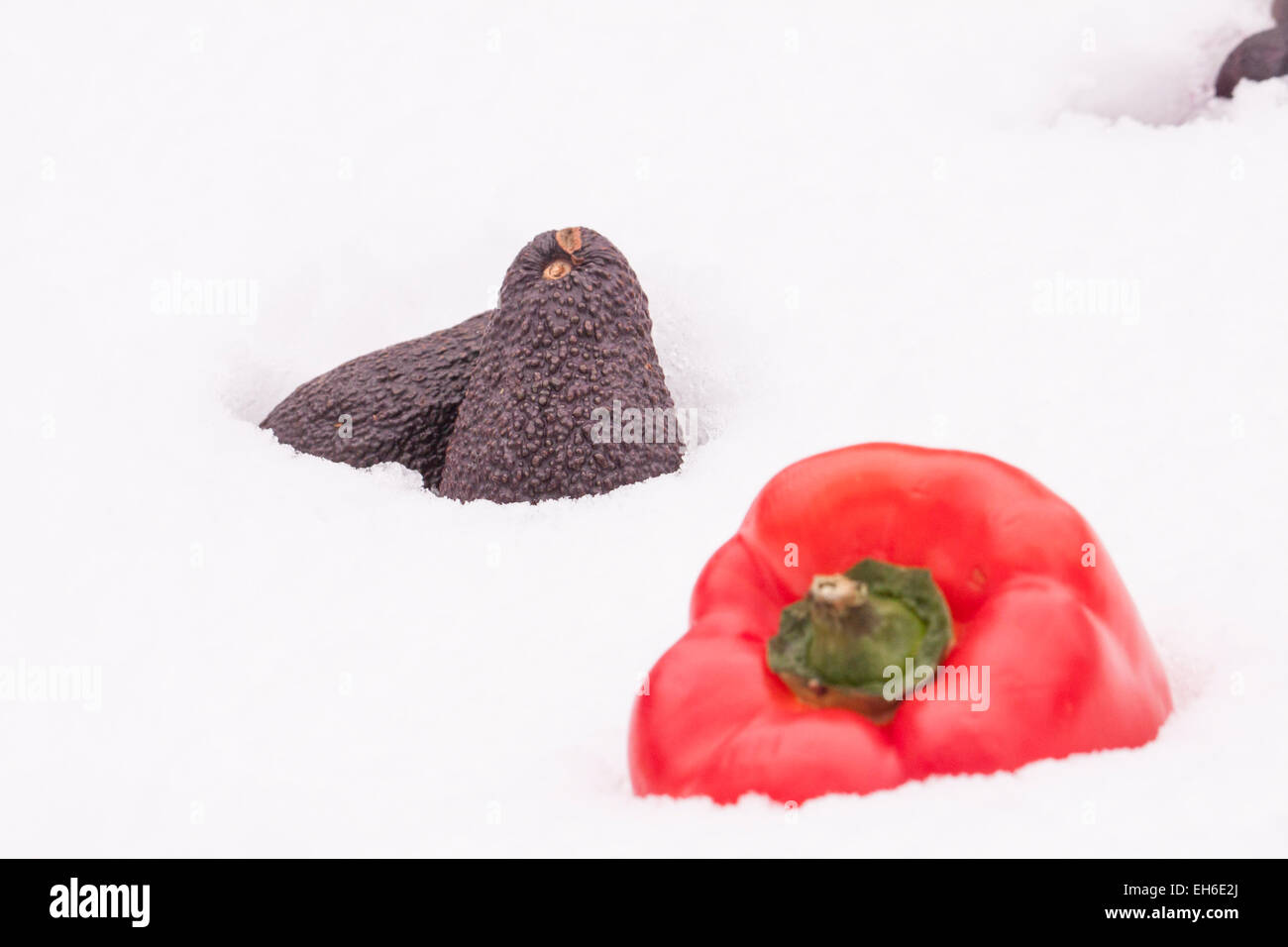 A few avocados and red pepper, in snow Stock Photo - Alamy