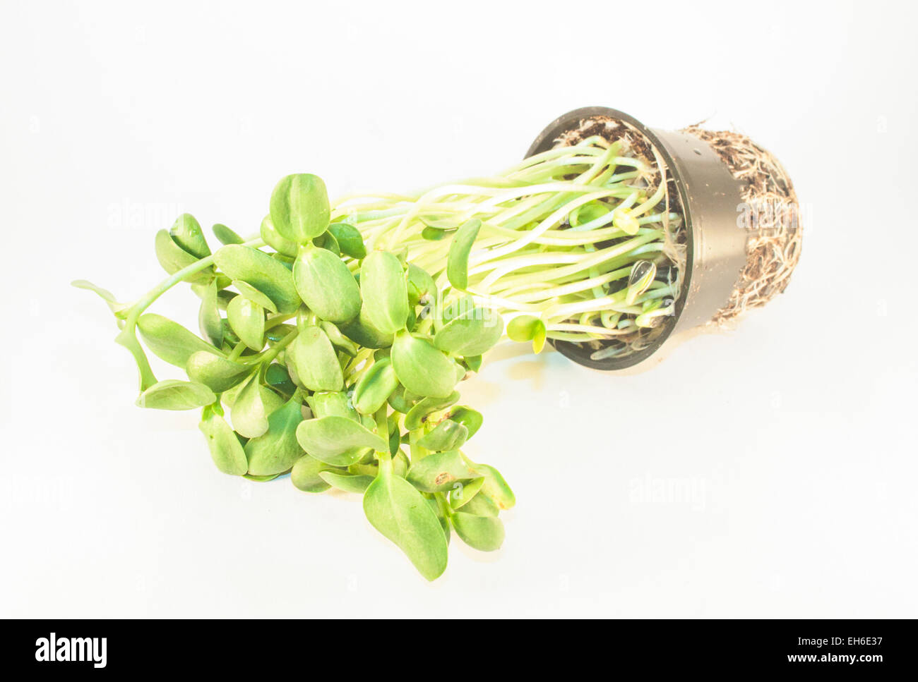 A bunch of sunflower sprout, isolated on white background Stock Photo ...