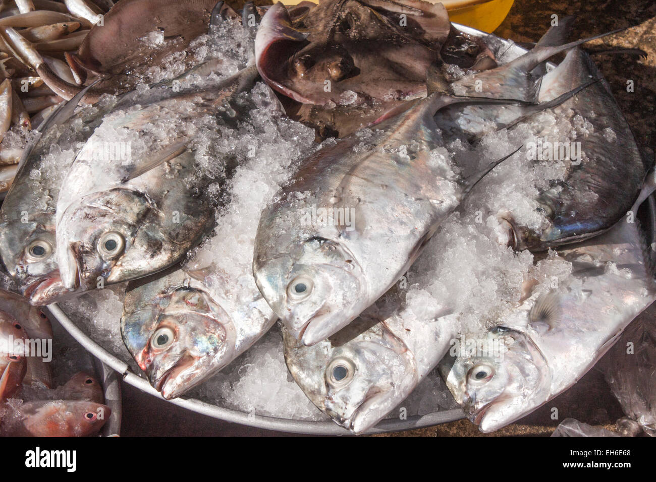 Pile of fish hi-res stock photography and images - Alamy