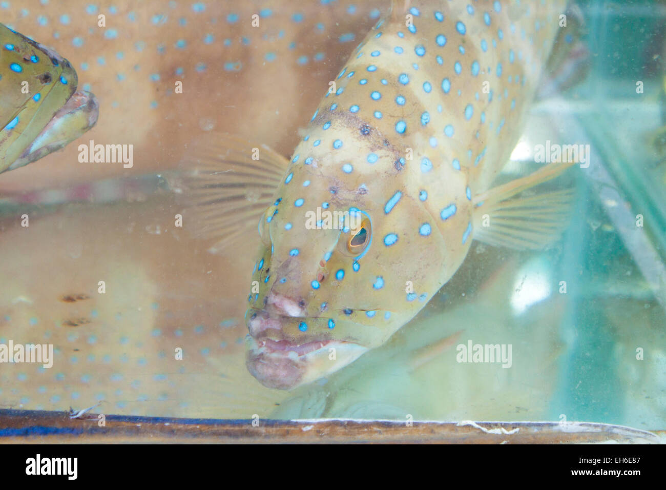 A Fish in a aquarium, at a restaurant Stock Photo - Alamy